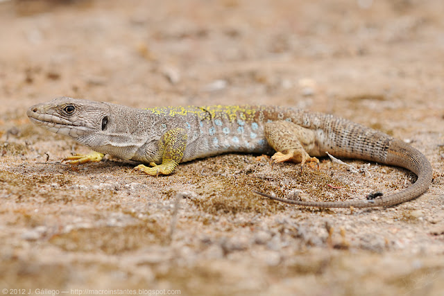 macroinstantes: Imágenes de Timon lepidus nevadensis