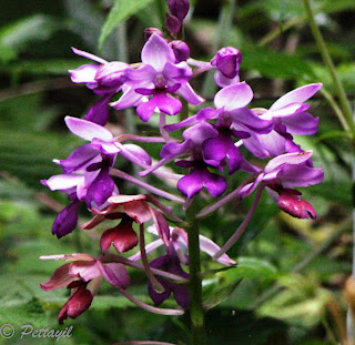 My Date With Orchids