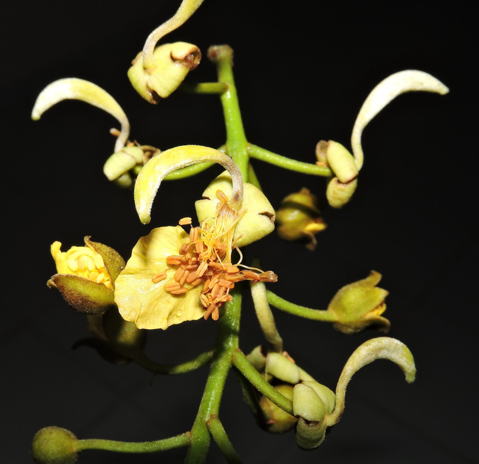 Fabaceae - Leguminosae no Brasil: Fabaceae - Swartzia laurifolia Benth.