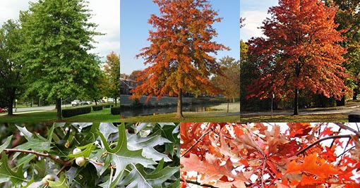Plant This Now Berkeley: Tree #9) Quercus palustris
