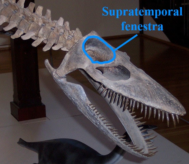 Biology of the Reptilia: Laboratory #1: General Anatomy of Reptiles by ...