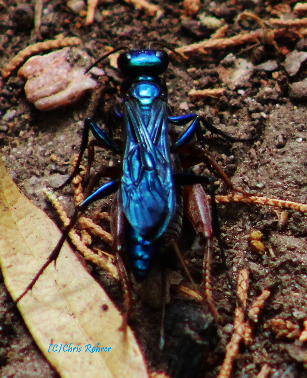 Las Aventuras: Alien Bugs