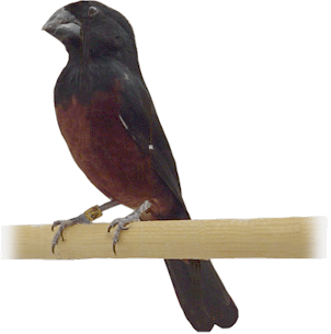 REGISTROS: Imperatriz “capital brasileira do curió”