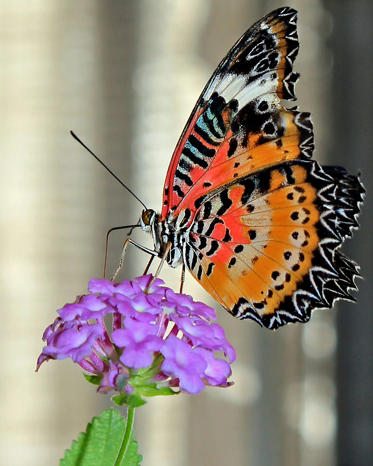 Arizona Writer: Adventures in Butterfly Wonderland