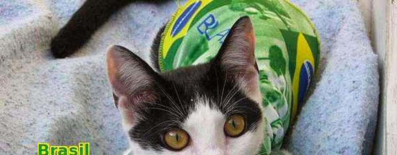 ♥ ♥ Gato Mania ♥ ♥: Junho 2014