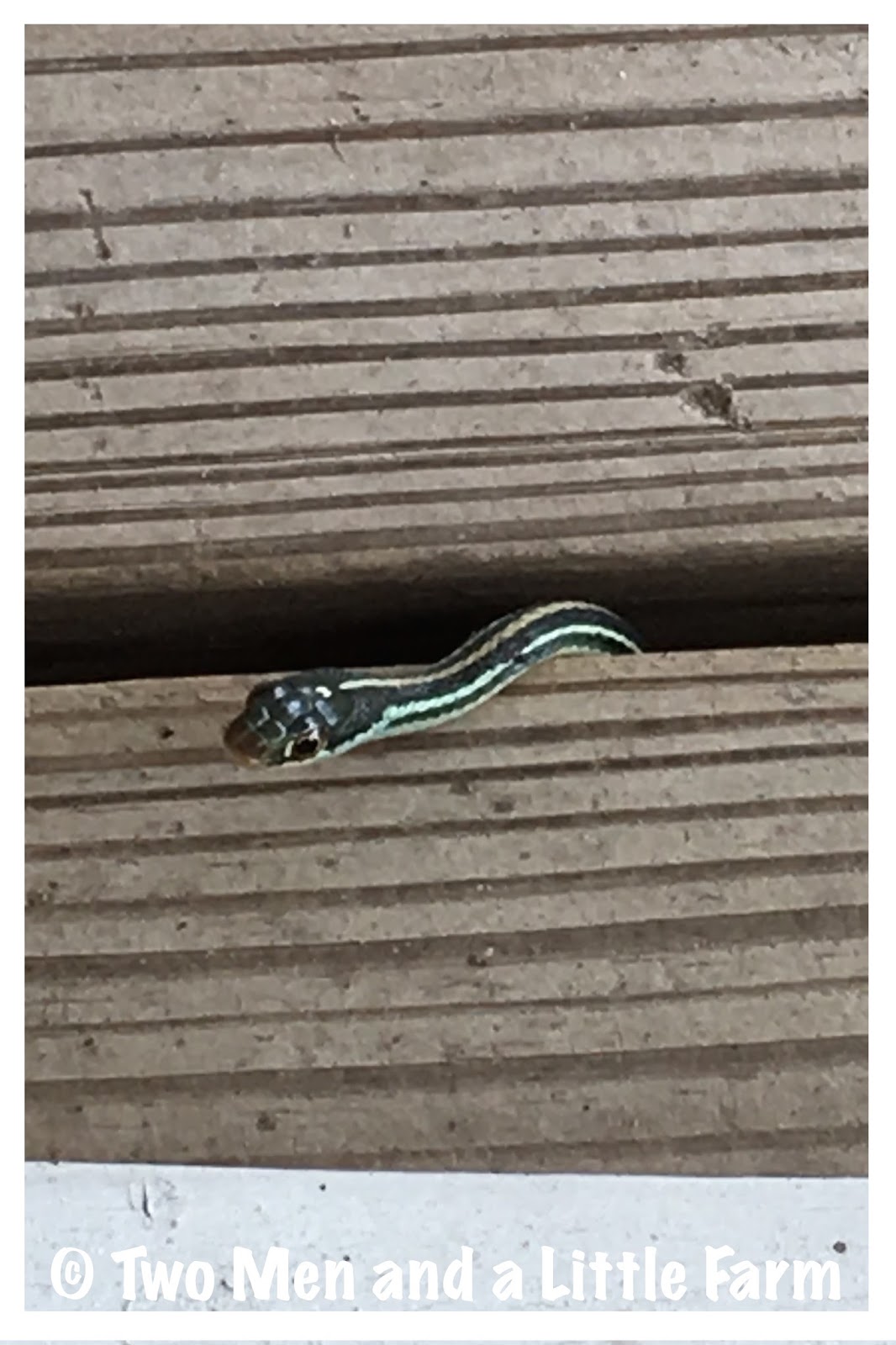 Two Men and a Little Farm: POP UP SNAKE