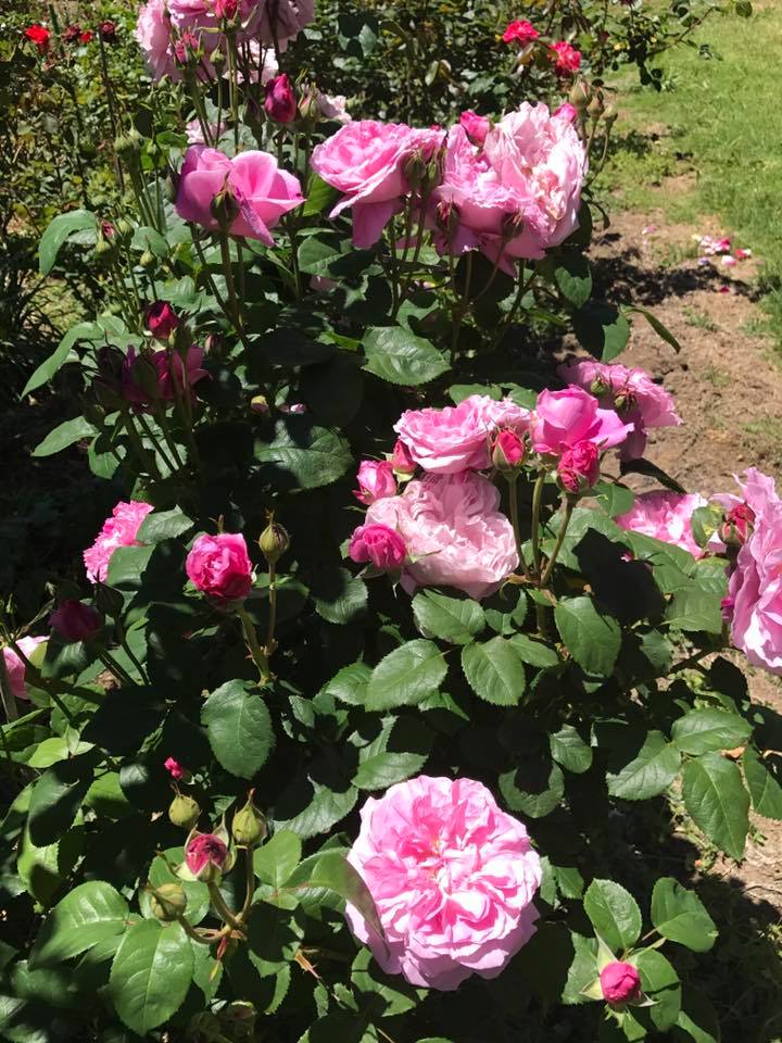 umiyumi2 : our life in perth, WA: Mostly Roses Nursery - Donnybrook, WA