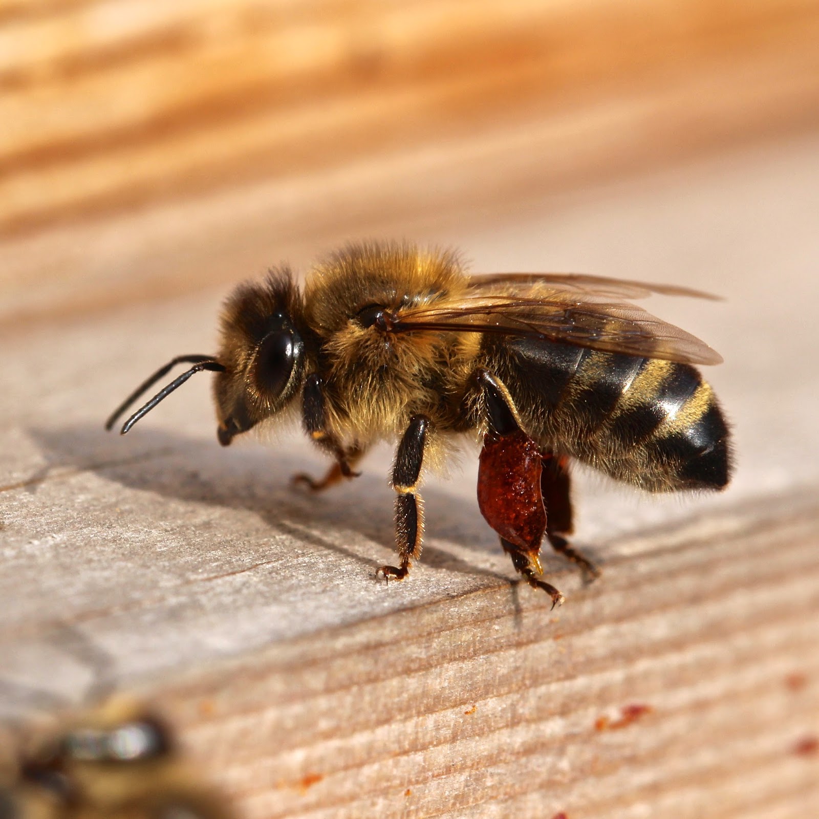 TrogTrogBee: Autumn propolis collectors