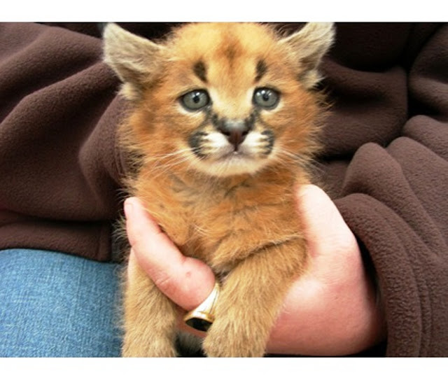 CARACAL CAT photos - wallpapers (ανανεωμένο) | the fun bank