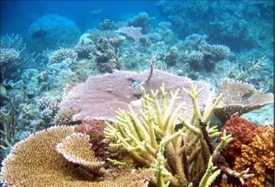 Tipe Terumbu Karang Dan Pertumbuhan Karang Seputar Dunia Laut