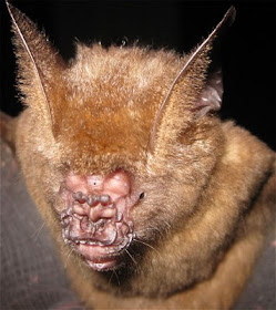 Fascination With Fear: OCTOBER 27: TWENTY-SEVEN BEAUTIFUL BATS