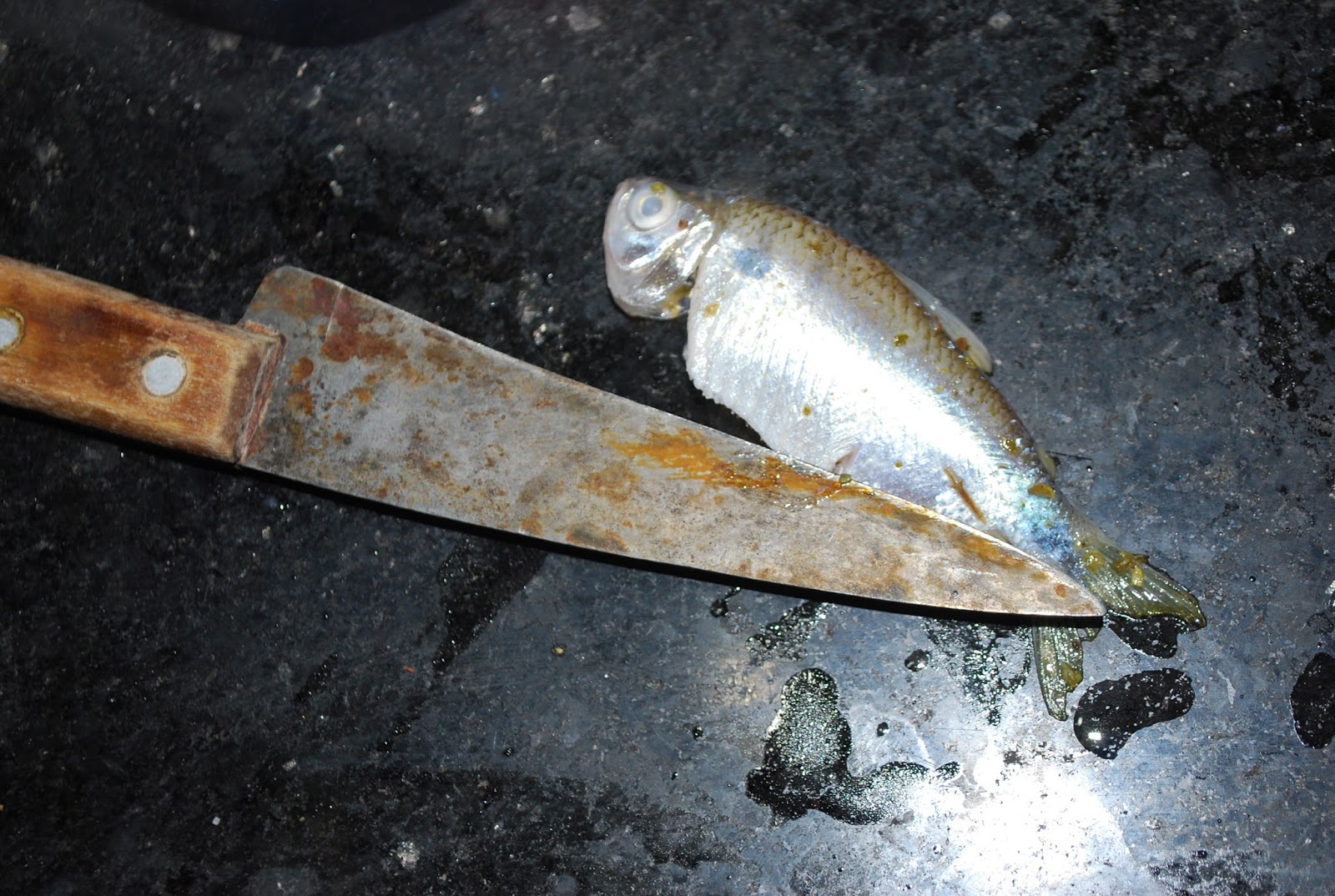 Pescaria de dicas: Como preparar Lambari frito