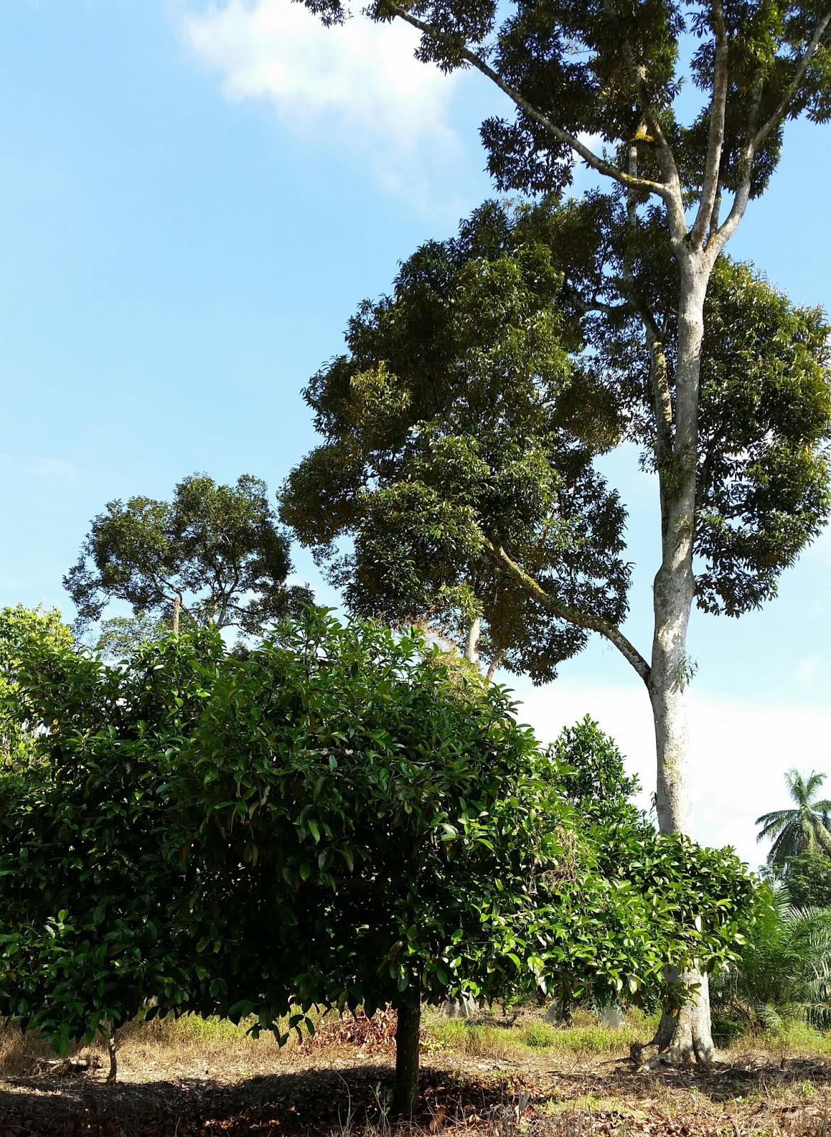 Warisan Petani: Tanaman Durian.