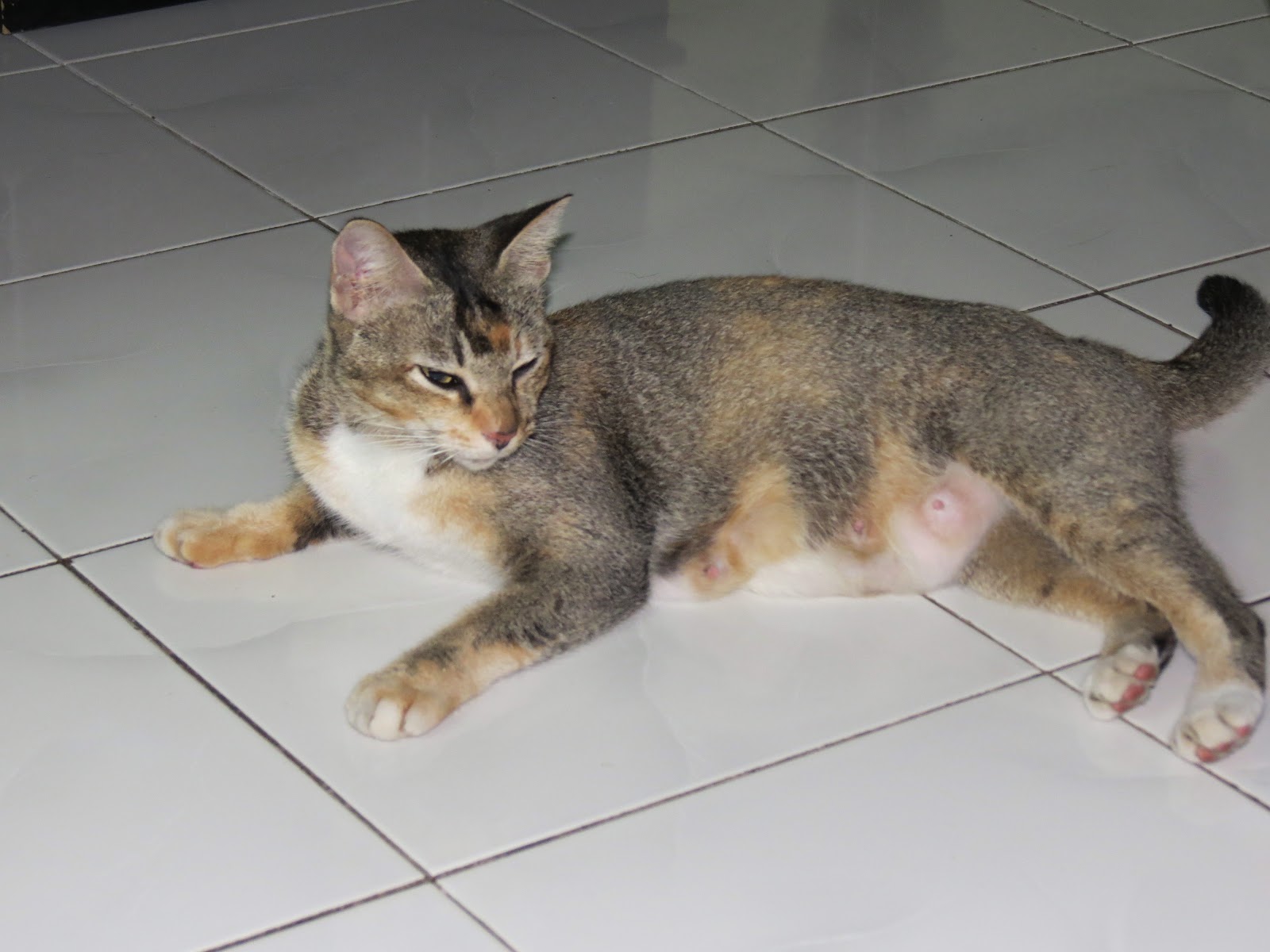 Wallpaper Kucing Gendut Terlucu