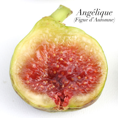 Angelique Fig - Var Tin