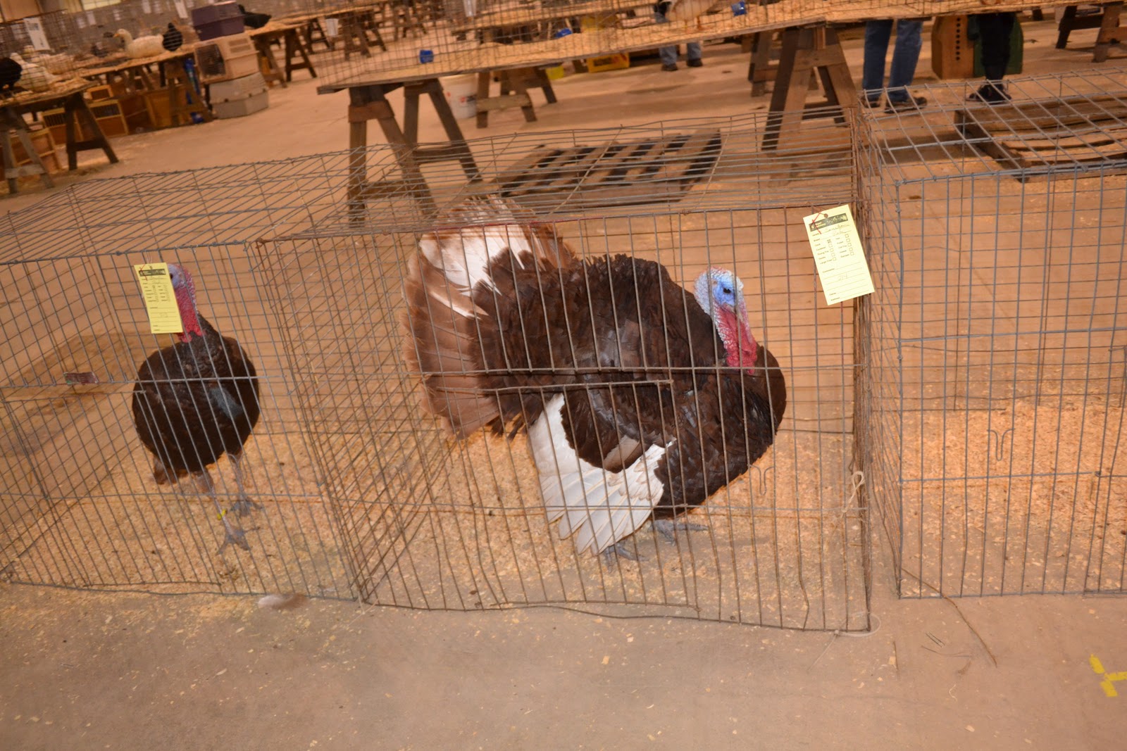 Ohio National Poultry Show