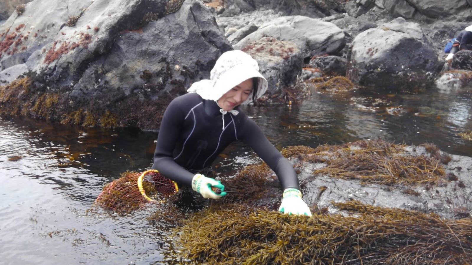 ZAKKO BLOG: HIJIKI - sargassum fusiforme-
