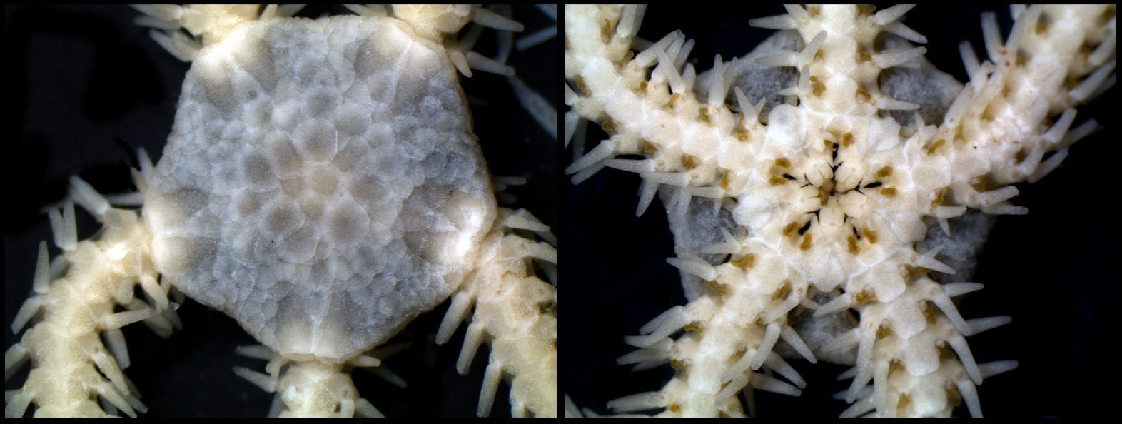 Rafael Microfauna Marina: Antarctic Brittle Stars