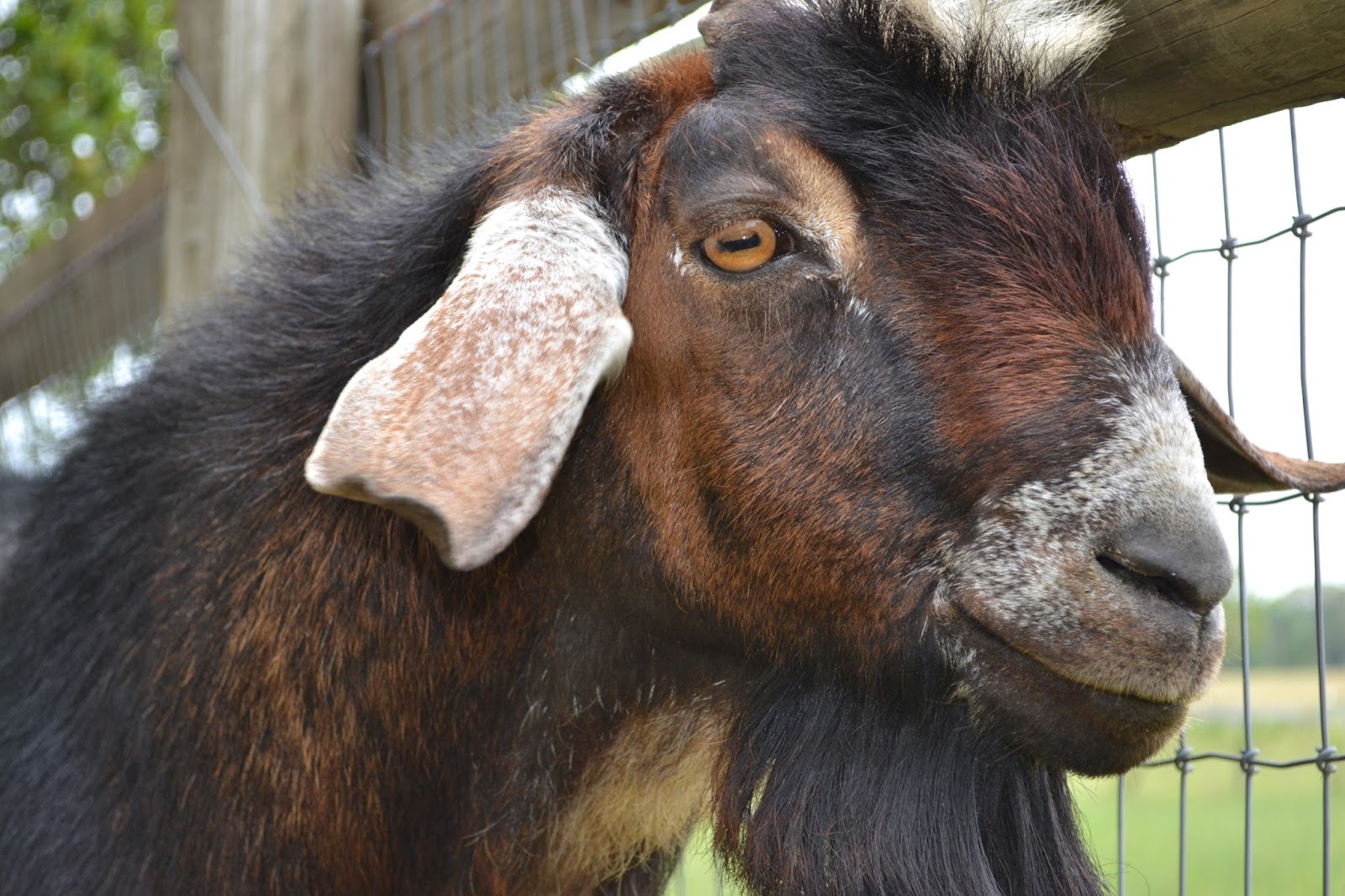 My Stuff: RIP Billy Goat