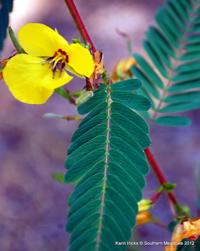 Southern Meadows: Partridge Pea