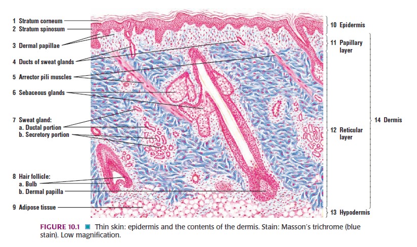 Histology:Sistem Integumen (integument system) | BlogK Putih