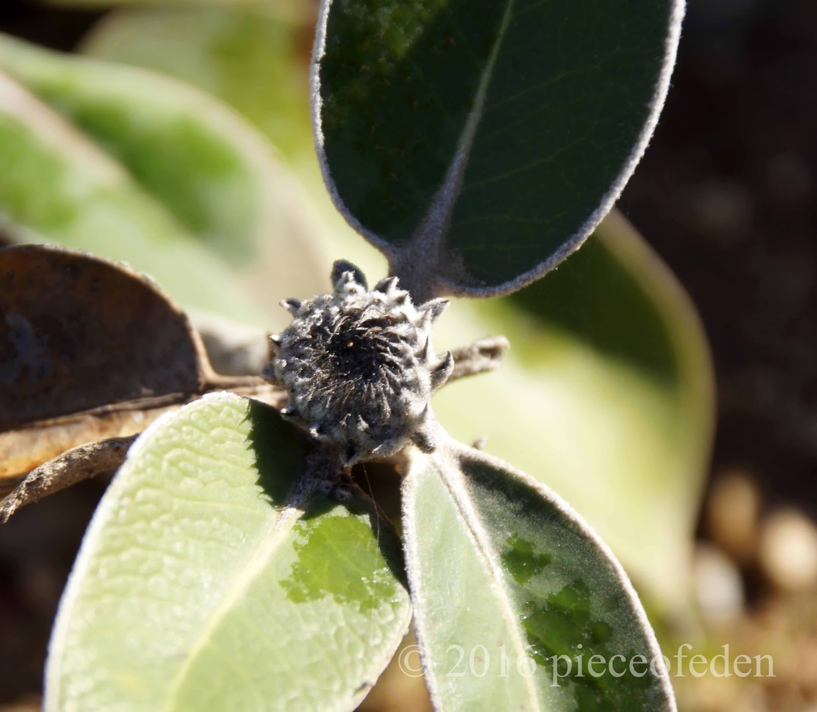 Pachystegia insignis And Other NZ Plants At UCSC