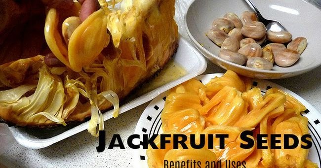 BLOG DA LOUSE: Blogdalouse-Semente de jaca benefícios e usos para a ...