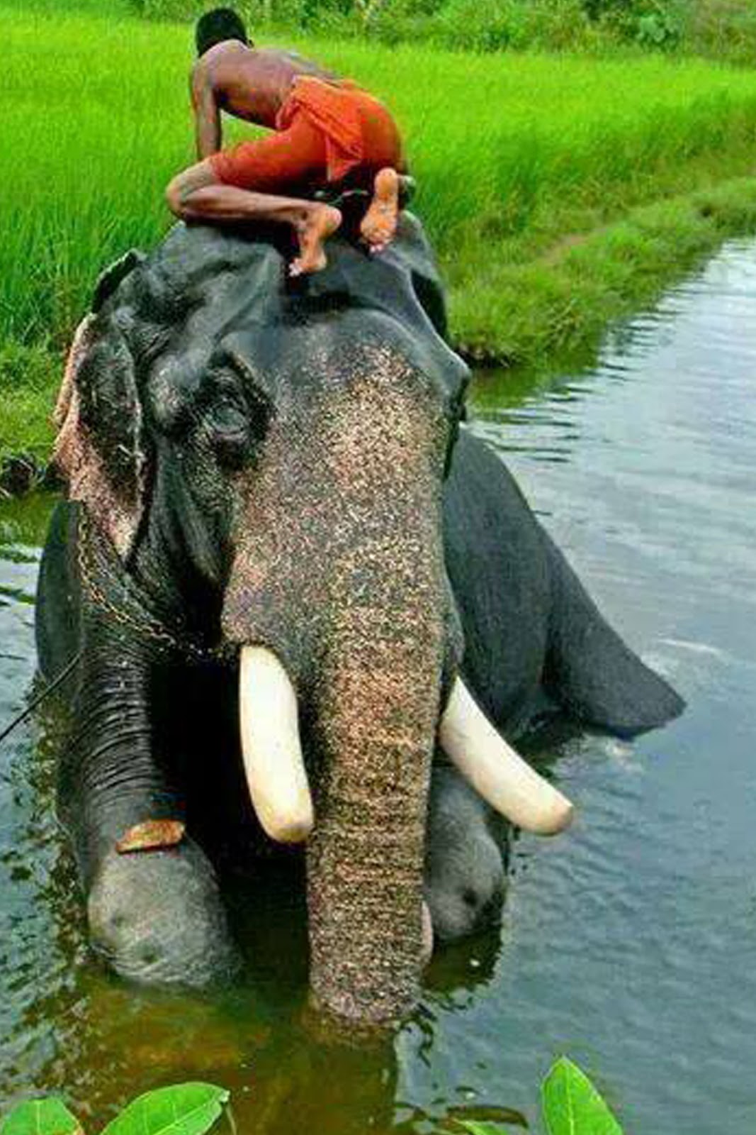 Pambady Rajan HD photos - Kerala elephant Pambady Rajan hd images