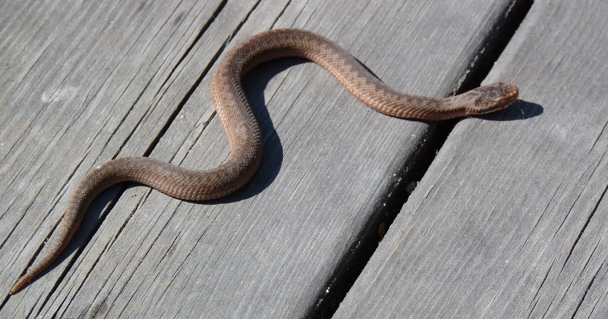 kristiinamedtre: VARNING för ormar!