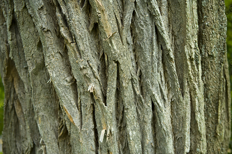The 3 Foragers: Foraging for Wild, Natural, Organic Food: Black Locust ...