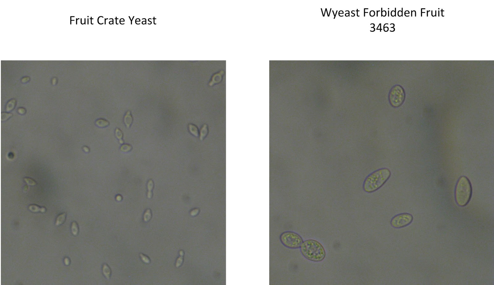Sui Generis Brewing: Old School Identification of Wild Yeasts & Bacteria