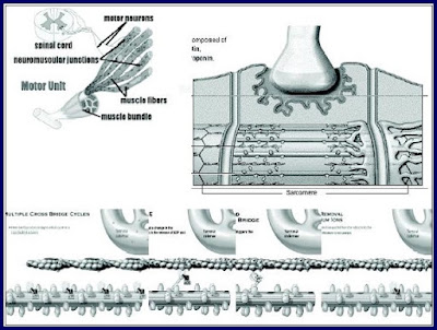 MIOTERAPIA - Terapia Manual para Dor Miofascial: PLACAS TERMINAIS MOTORAS