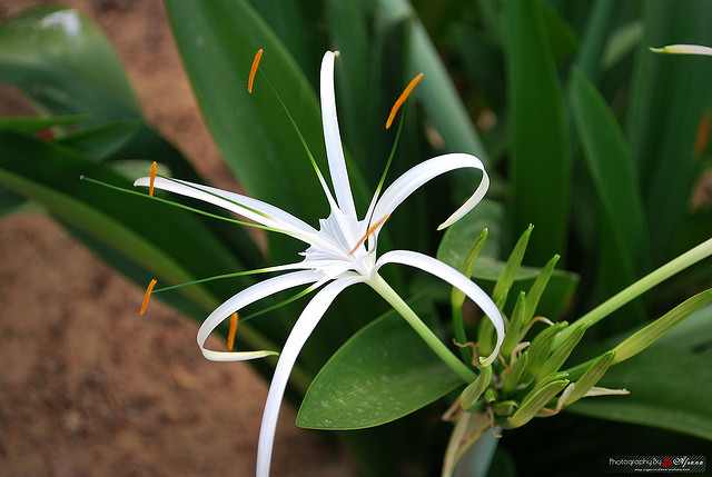 Nipa's Homepage!: Monsoon flower in Bangladesh