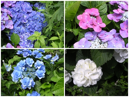 ict-tutorial-paradise: 浜っ子の横浜散歩 (2011/06/20 横浜市神奈川区 路地に咲く花)