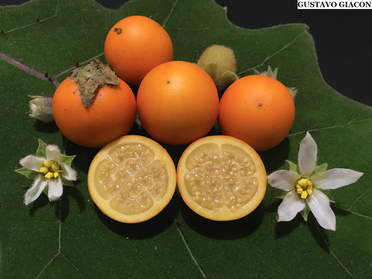 Viveiro Ciprest - Plantas Nativas e Exóticas: Naranjilla ou Lulo ...