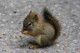 Squirrels Animal Facts And Pictures | All Wildlife Photographs