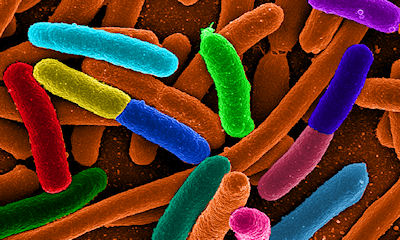 The Presurfer: 25 Everyday Objects Under An Electron Microscope