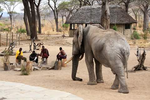 ASILI ASILIA: TOURISM AND CULTURE