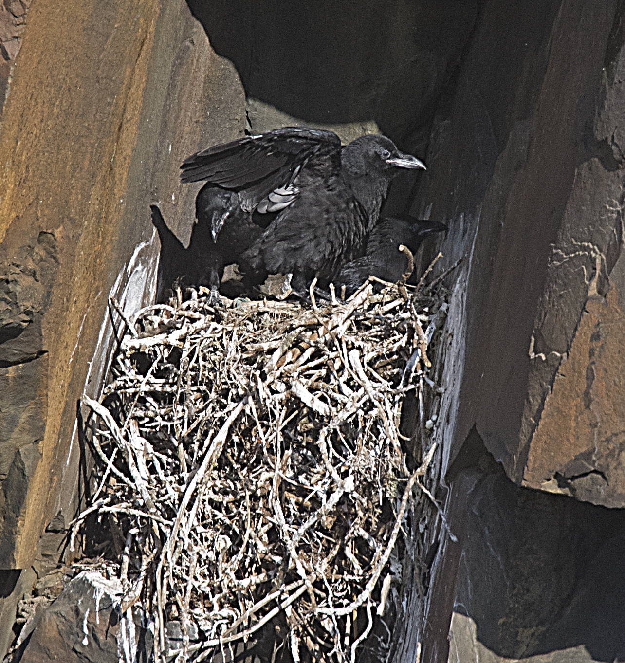 Alan James Photography : Raven Fledglings
