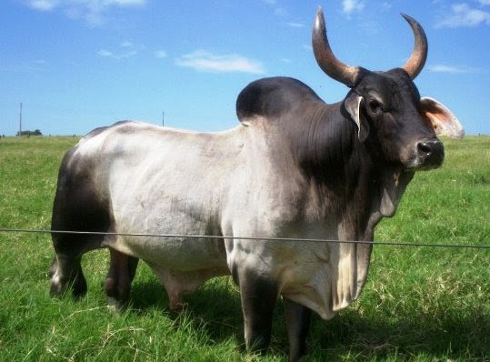 Criador e Produtor: Raça Guzerá