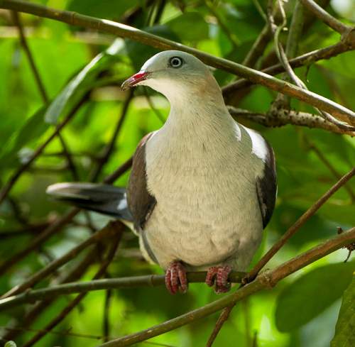 Mountain imperial-pigeon | Birds of India | Bird World