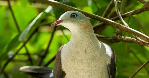 Mountain imperial-pigeon | Birds of India | Bird World