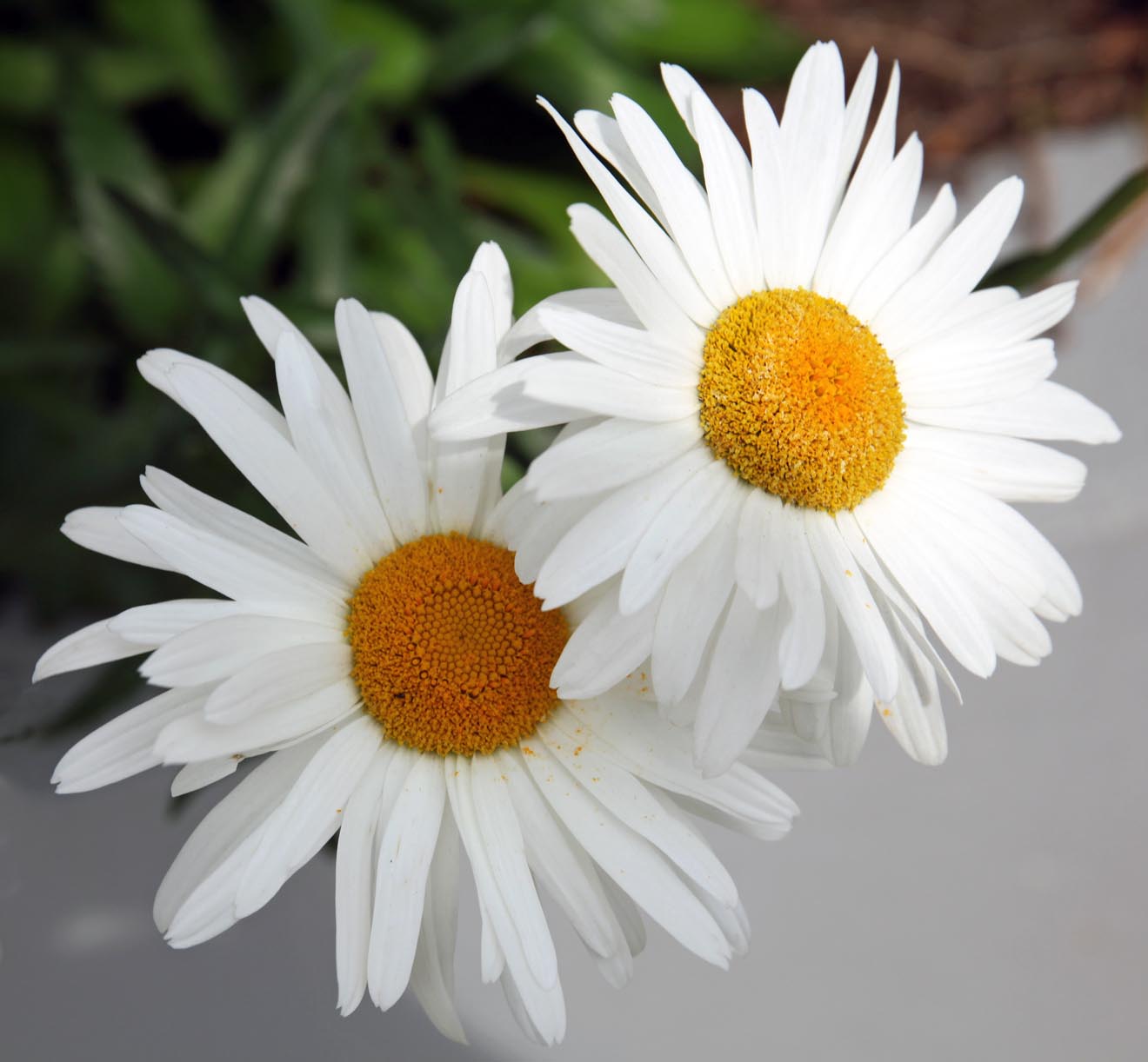 Southern Lagniappe: Daisy, Daisy ...