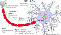 Pengertian Neuron | Pengertian ILMU