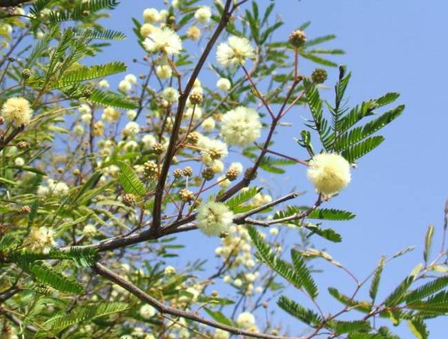 nativas + paisaje: Garabato: ficha para uso en paisajismo