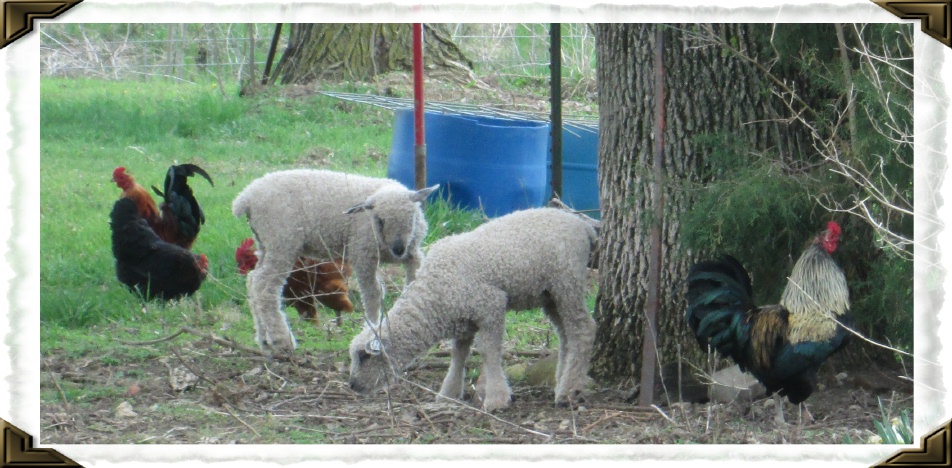 farmjournal: Puzzle, Moon Pie & Sheldon lambies!