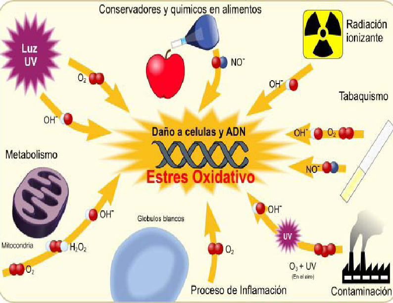 ADELMED Nutrición y Medicina Estética : Los radicales libres: cómo ...