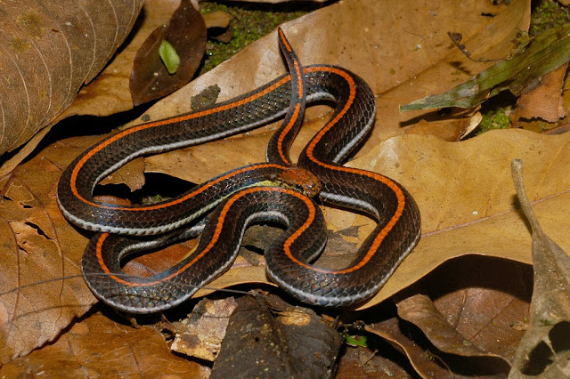 Ular Asli Indonesia: Ular Cabai Kecil (Calliophis intestinalis)