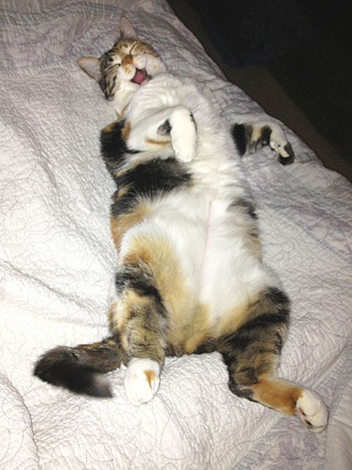 Stinky Junior's Blog