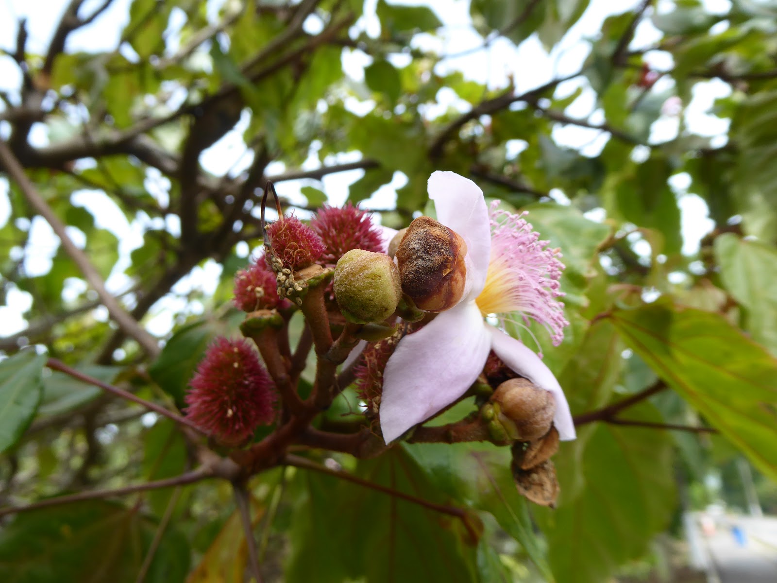 Malva Silvestre: Plantas do Brasil que me fascinam e que tive o ...
